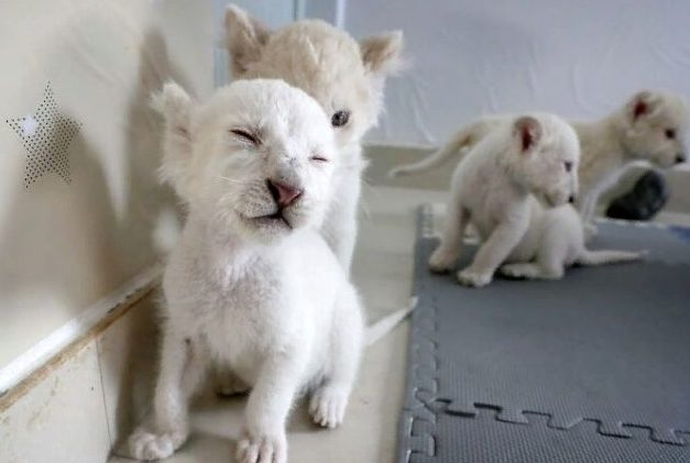 Gli unici rari quadrupli di leoni bianchi nascono sani al Safari Park