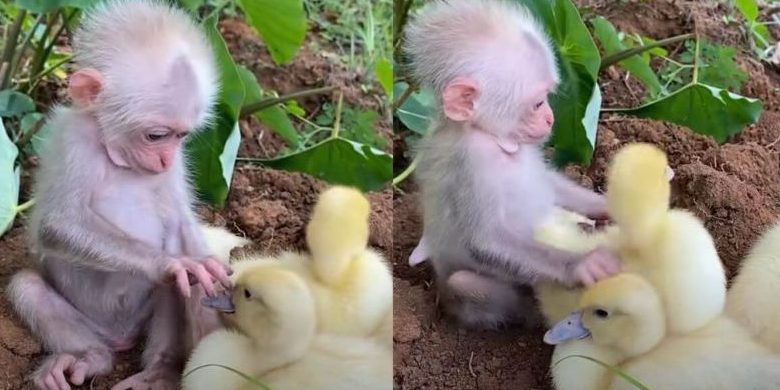 Momenti adorabili di una scimmietta che abbraccia uno stormo di piccoli ...