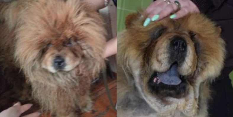 Chow Chow ha trascorso un mese vagando per le strade innevate alla ...