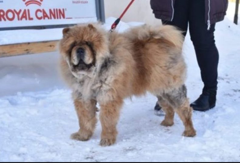 Chow Chow ha trascorso un mese vagando per le strade innevate alla ...