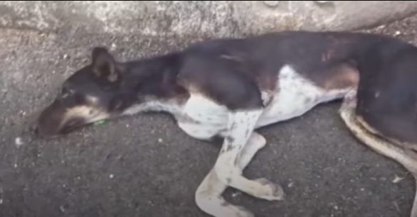 Questo povero cane è stato investito da un'auto e lasciato senza aiuto ...